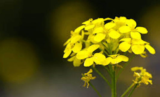 Les Fleurs de Bach • Psychénergie • Saint-Brieuc